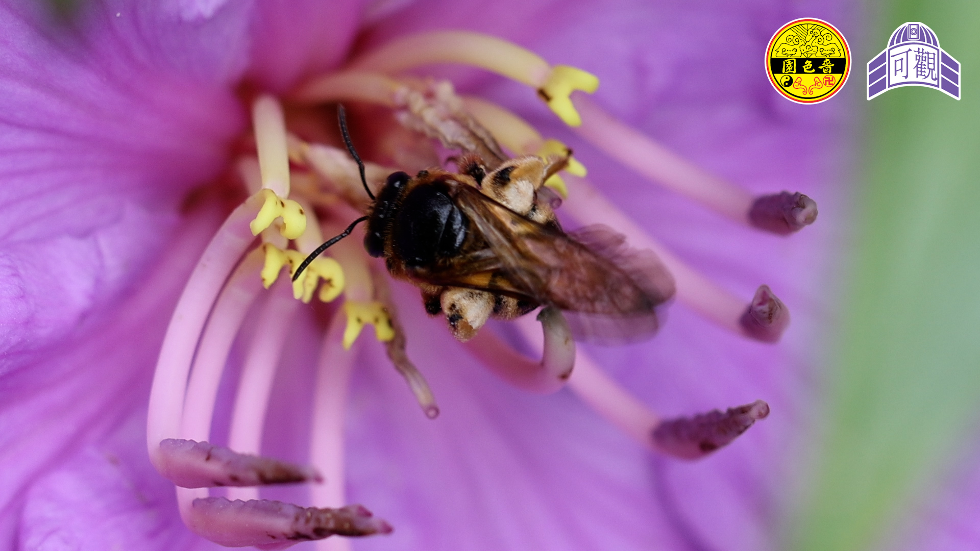 Buzz pollination - 嗇色園主辦可觀自然教育中心暨天文館